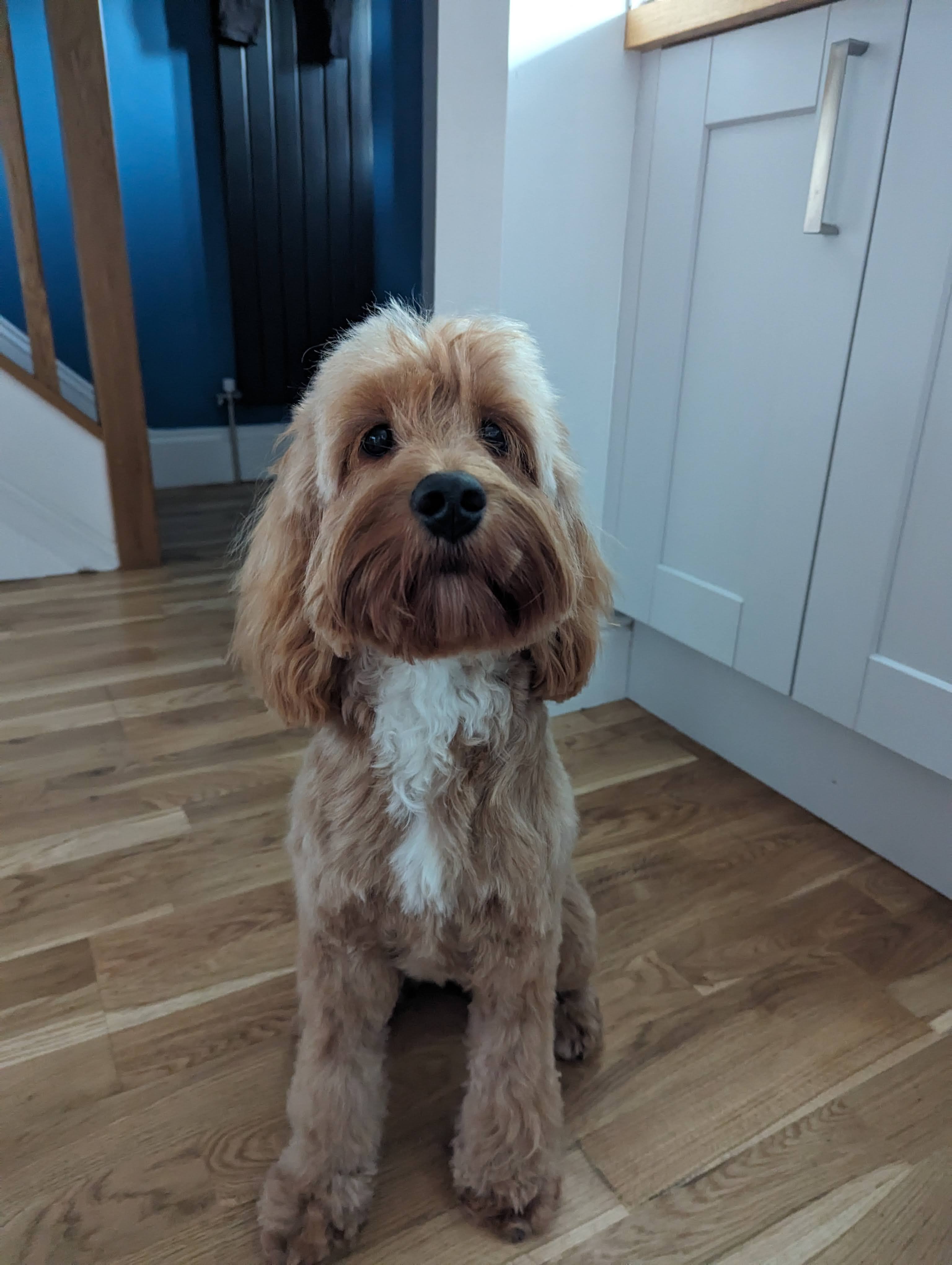 About – Where tails and trails meet: journey through the UK's scenic ...